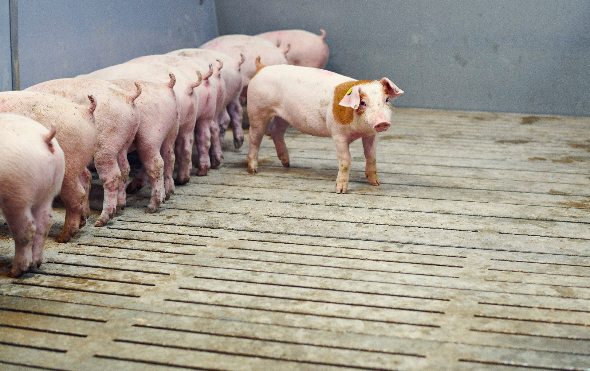 Home | Tican Fresh Meat A/S