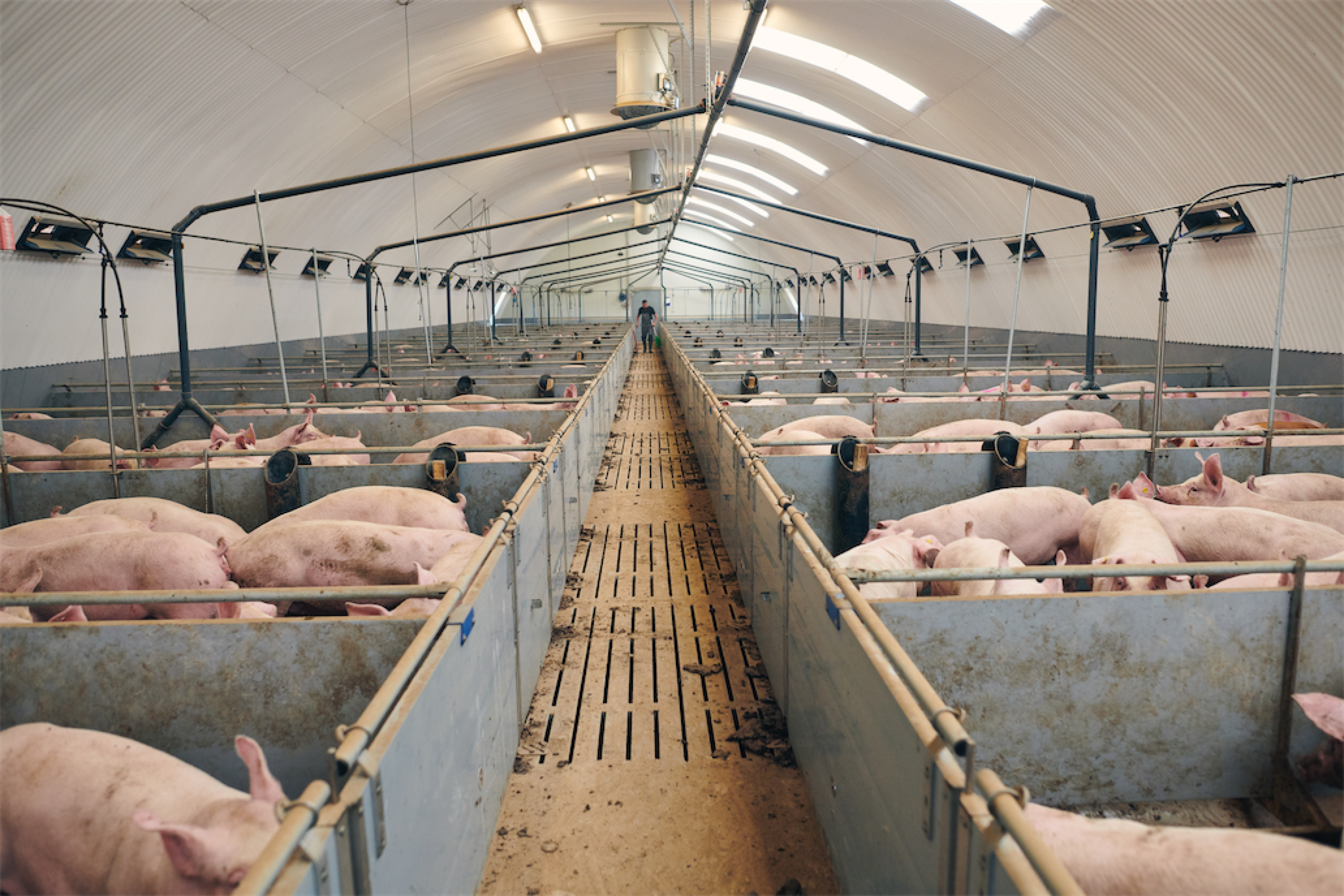 Fortsat fald i svinebestanden i Danmark | Tican Fresh Meat A/S