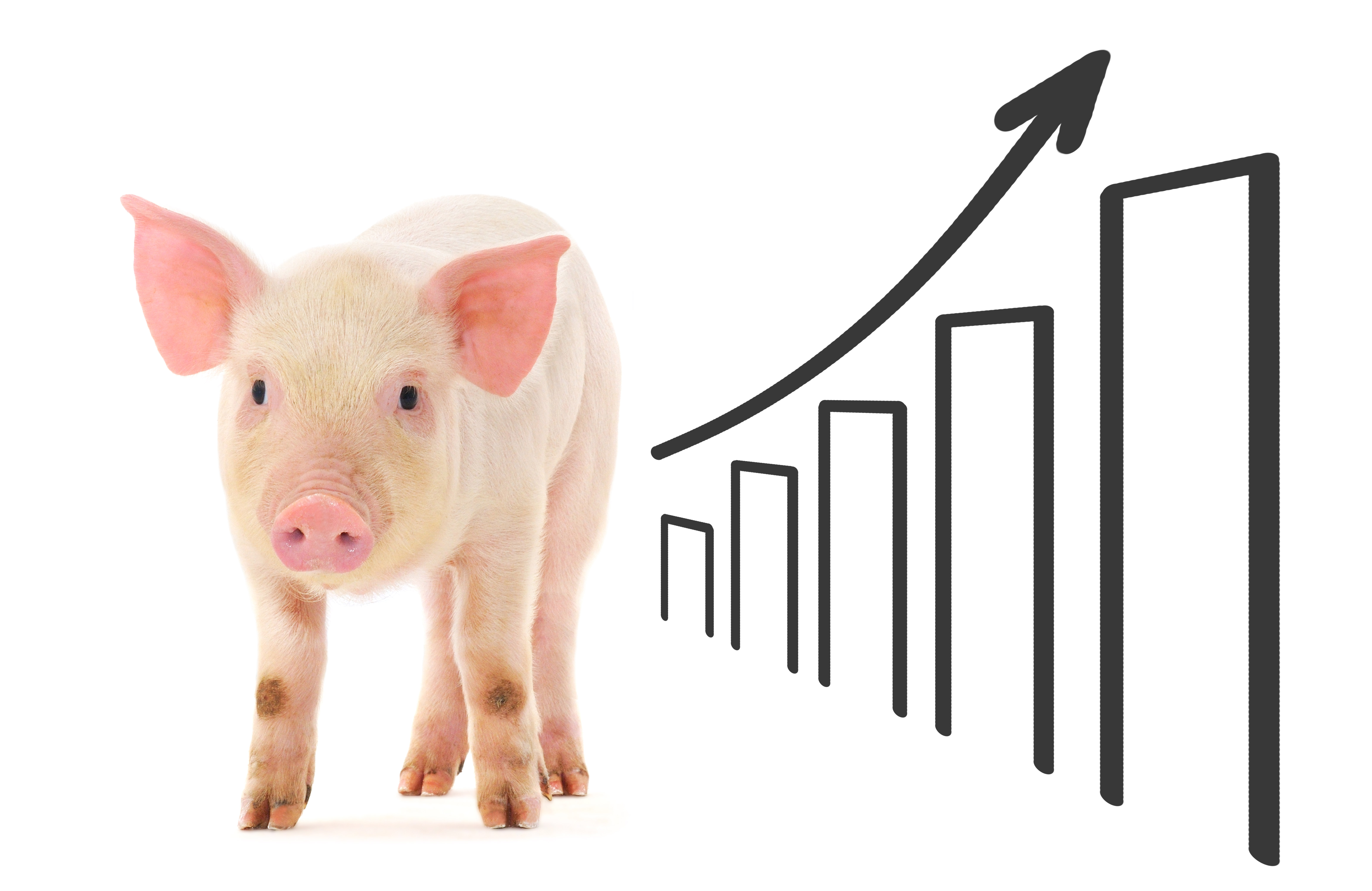 Stigning i det samlede antal svin i Danmark | Tican Fresh Meat A/S